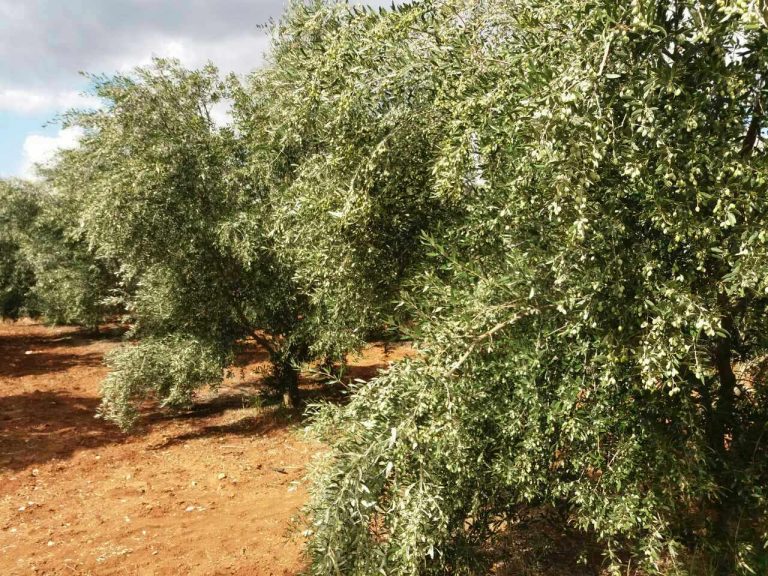 Φυτώρια ελιάς - Φυτώρια Ελιάς, Λεμονιάς, Φιστικιάς, Ξυλόκαστρο, Καμάρι ...